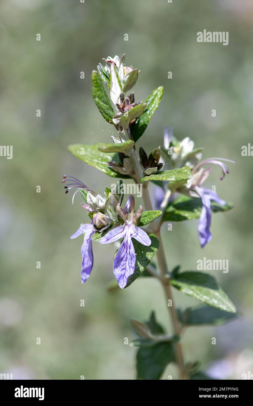 Close up of shrubby germander (teucrium fruticans) flowers in bloom ...