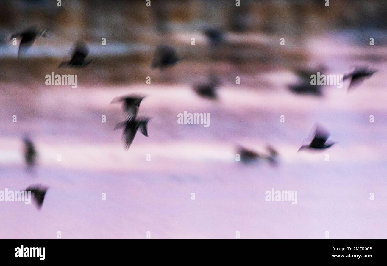 Pan; motion; blur view of flock of birds at sunrise, Monte Vista ...