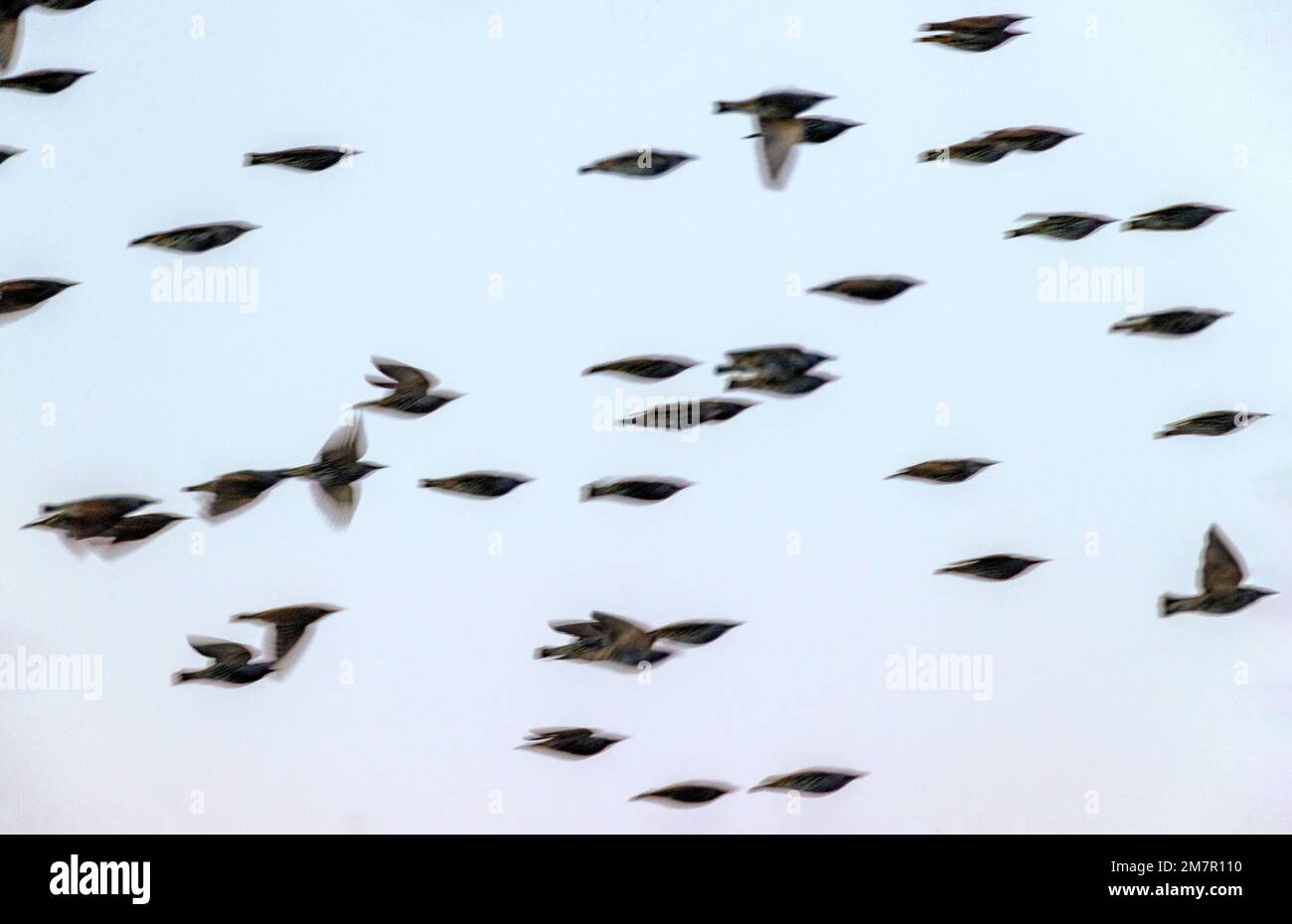 Pan; motion; blur view of flock of birds at sunrise, Monte Vista ...