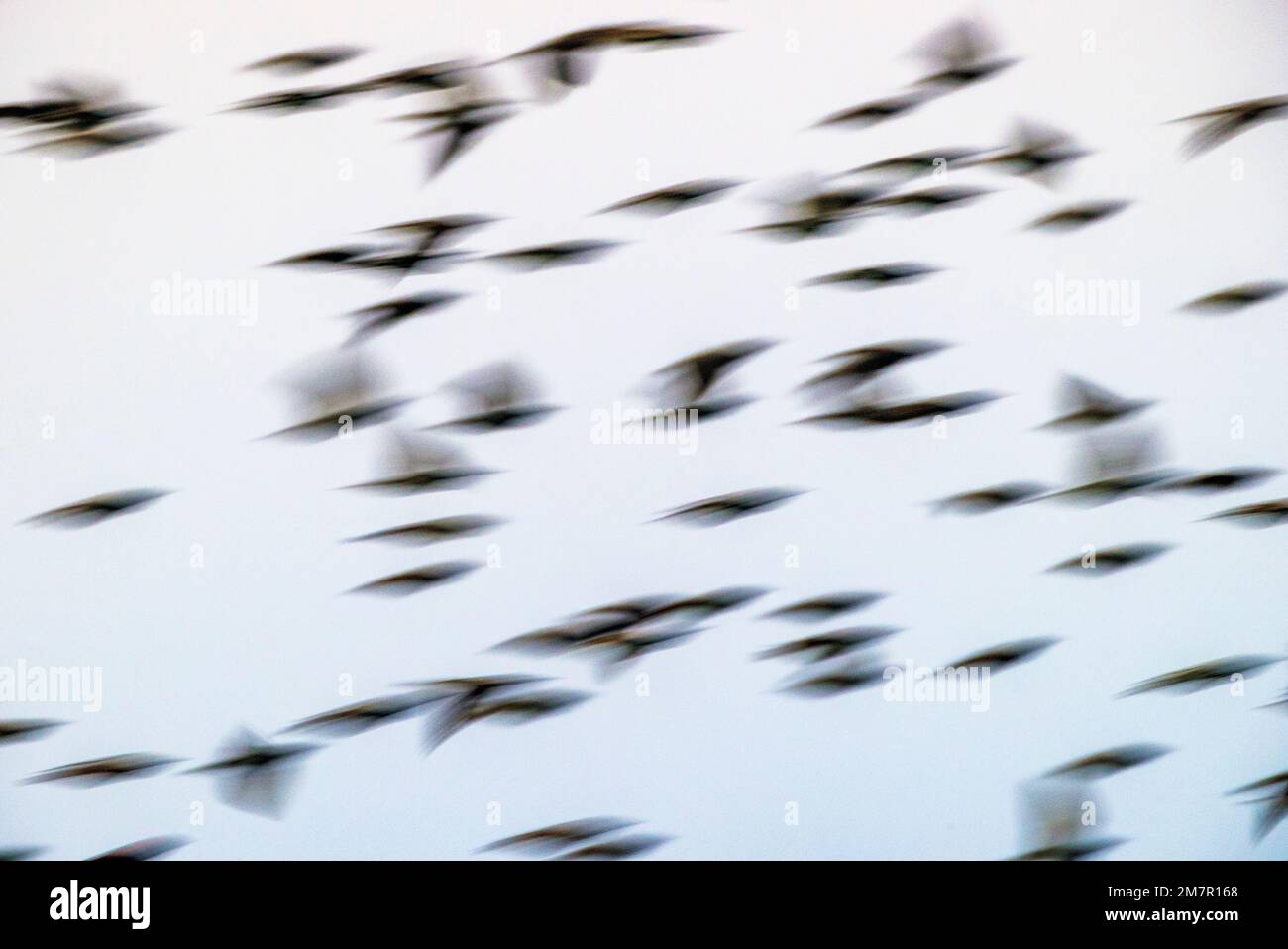 Pan; motion; blur view of flock of birds at sunrise, Monte Vista ...