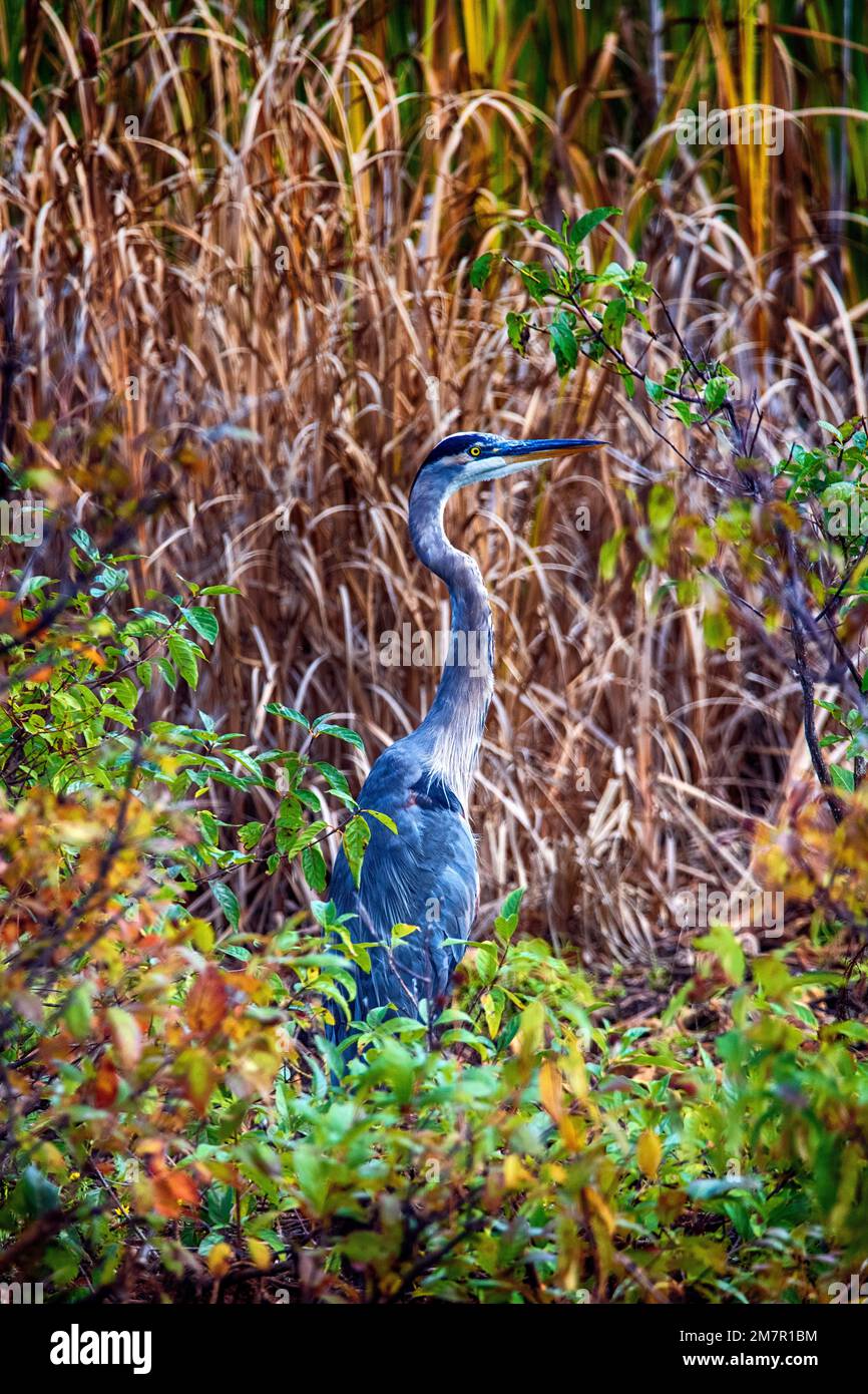 Great Blue Heron At Presque isle State Park Stock Photo - Alamy