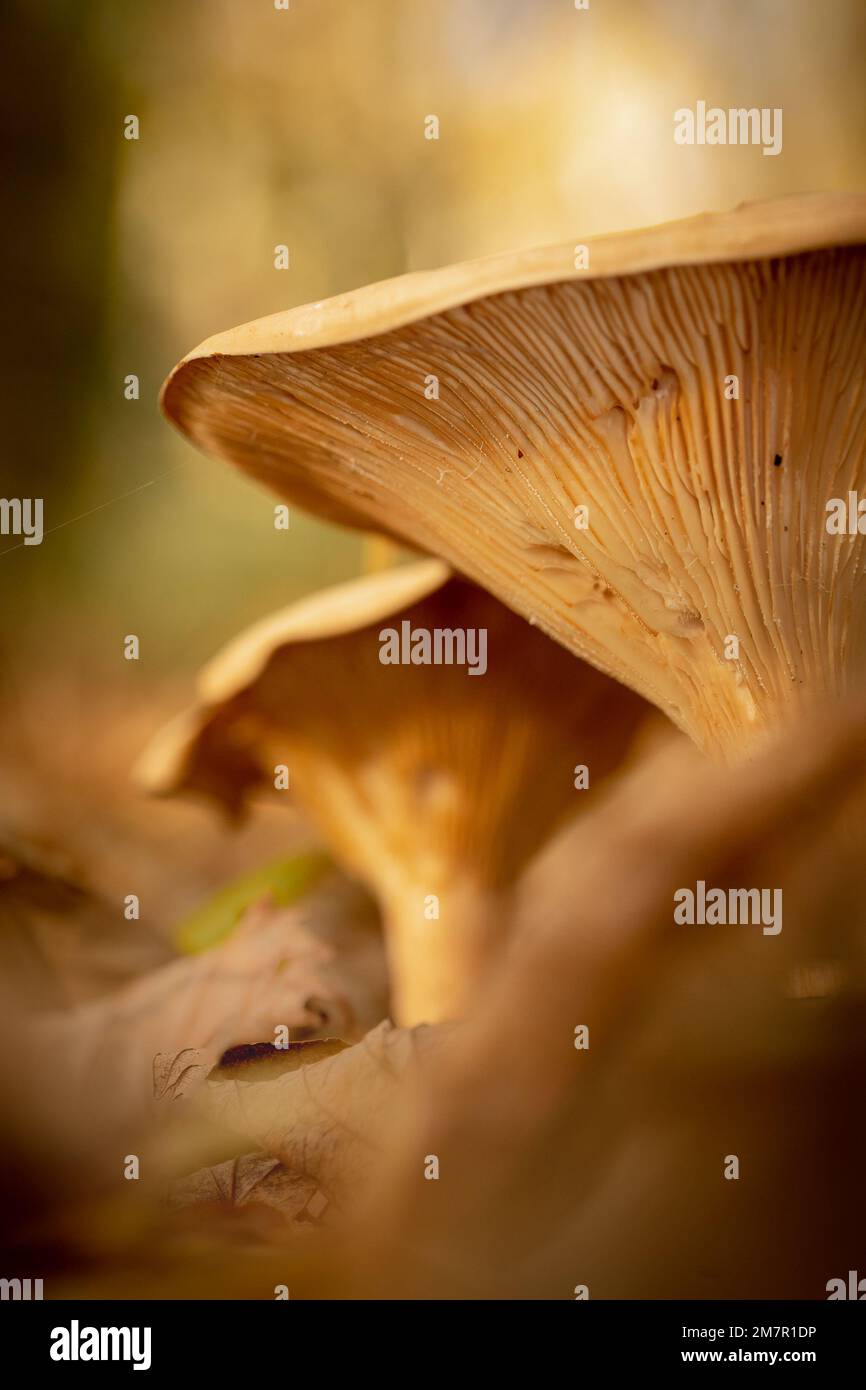 Amongst the leaf litter of the Somerset woodland a pair of toadstools ...