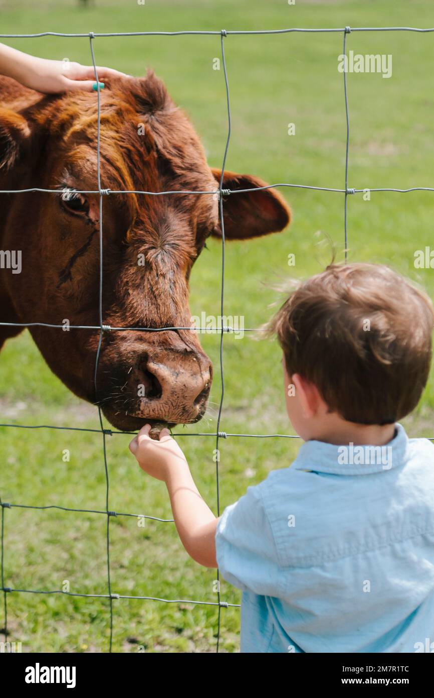 Child feeding baby cow through a fence Stock Photo - Alamy