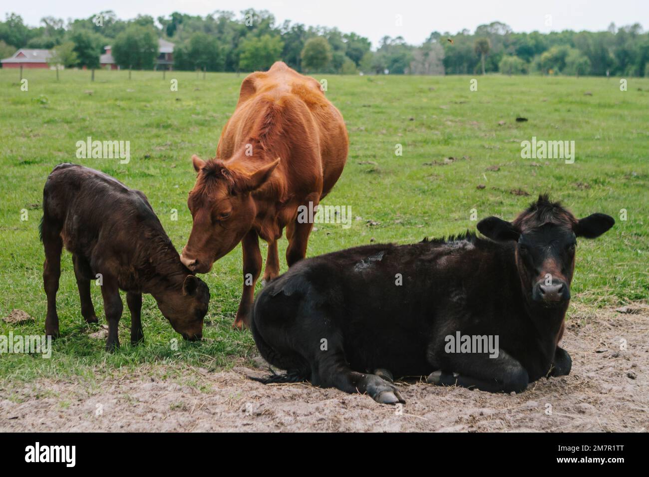 Family of cows in a Florida field Stock Photo - Alamy