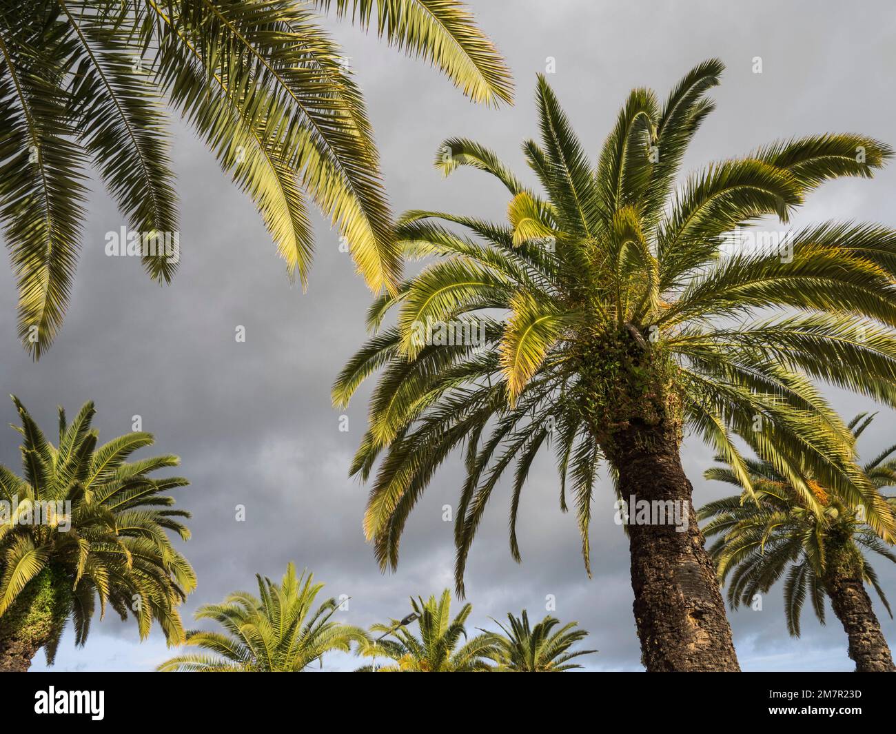 Palm Trees, Tavira, Algarve, Portugal, Europe Stock Photo - Alamy