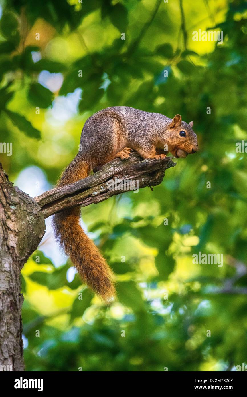 Squirrel Foraging For Nuts Stock Photo - Alamy