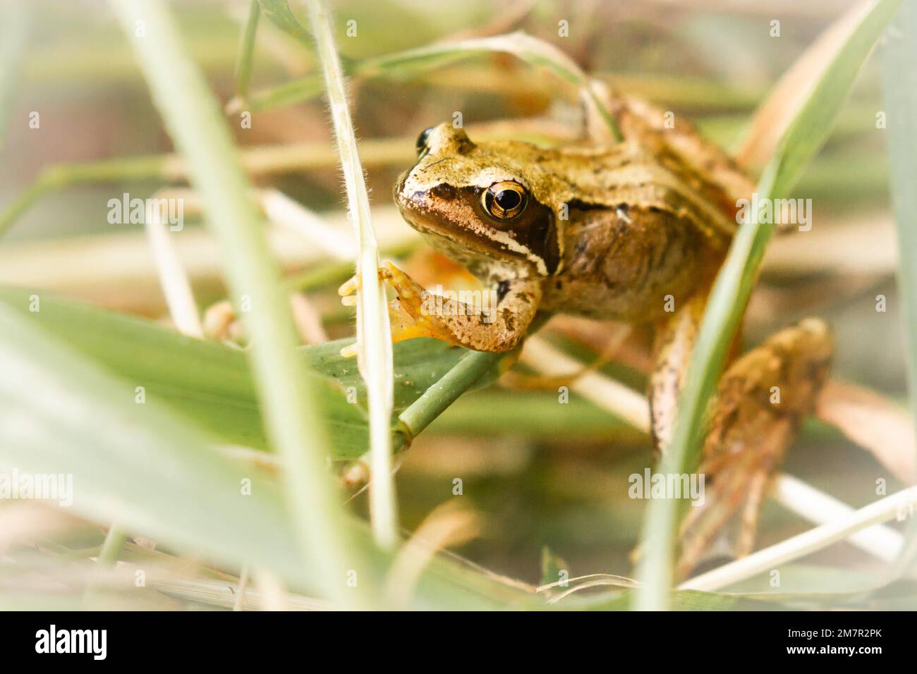 Macro image of a common frog hopping through the grass at Shapwick Heath, Avalon Marshes ...