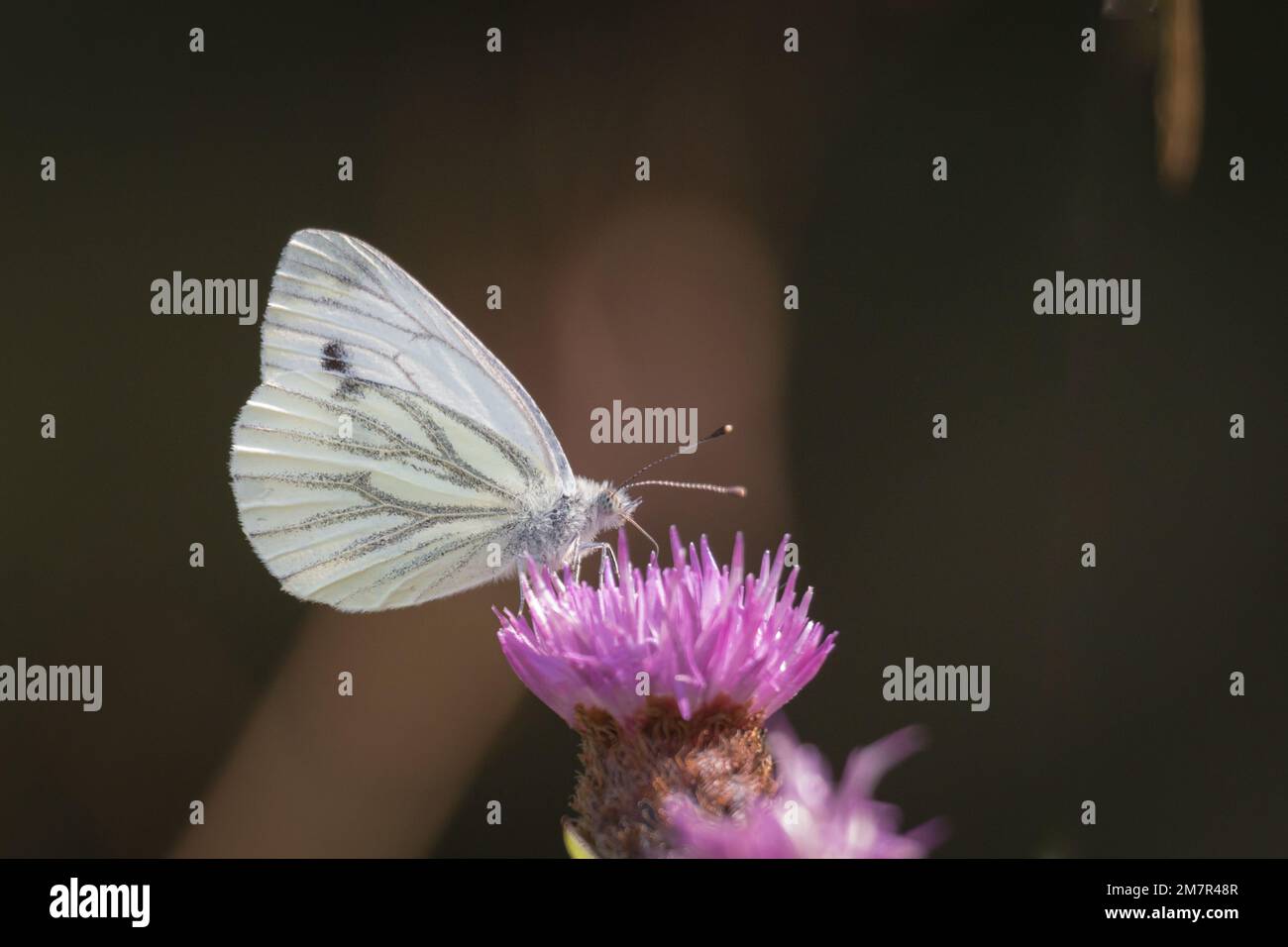 A green veined white (Pieris napi) feeds on the knapweed of Thompson ...
