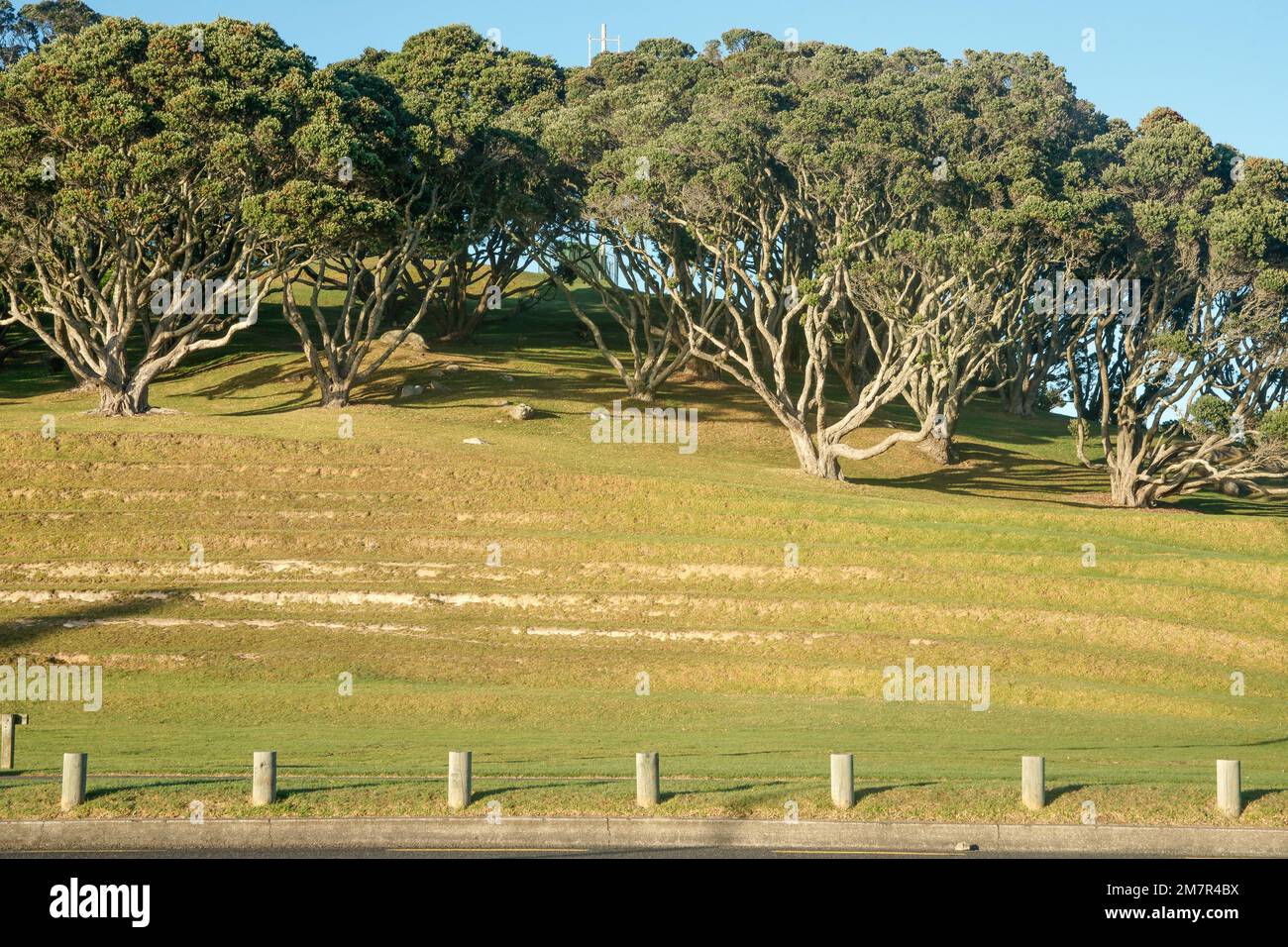 Terraced slope on side of Mount Drury with pohutukawa trees on rise ...