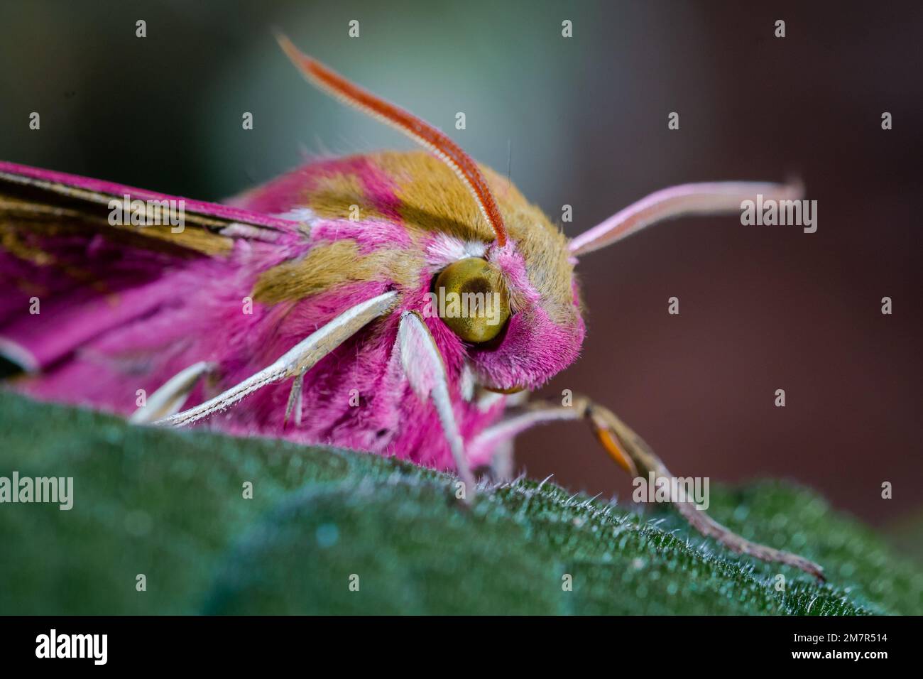 This vivid pink and browk elephant hawk moth (Deilephila elpenor) can ...