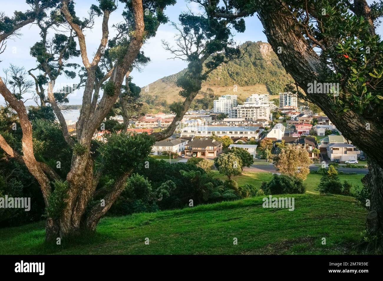 View of Mount Maunganui and town framed by twisted branches of ...