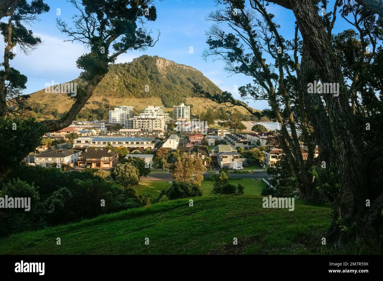 View of Mount Maunganui and town framed by twisted branches of ...