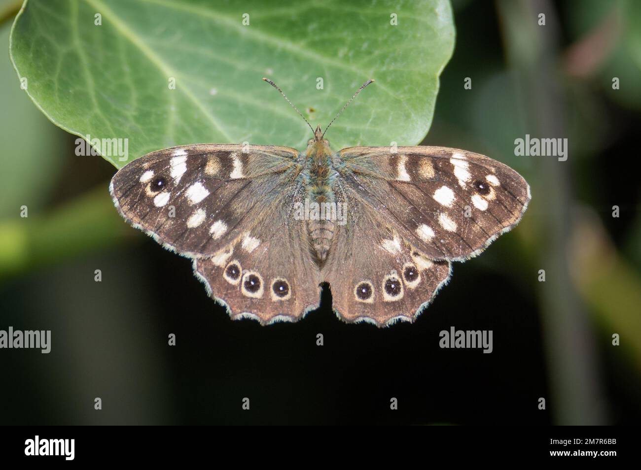 Flat butterfly hi-res stock photography and images - Alamy
