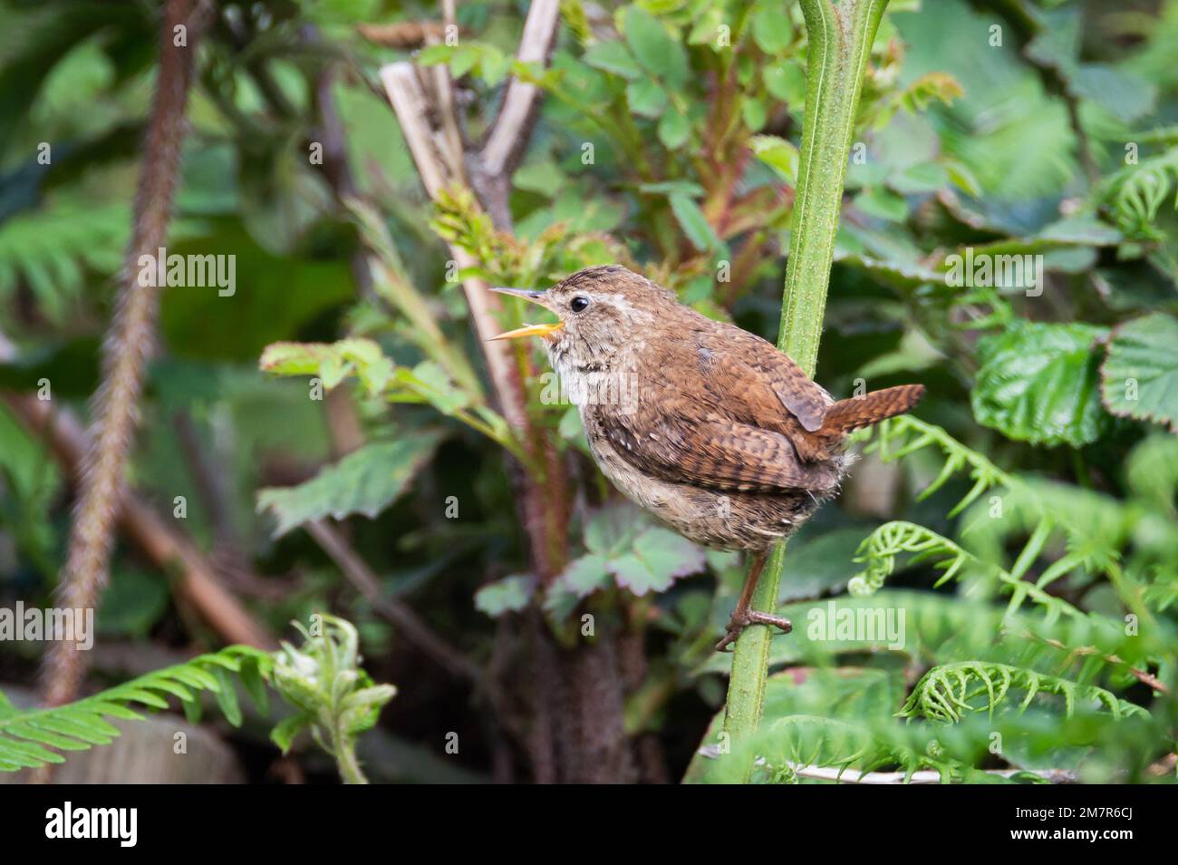 Wren in undergrowth hi-res stock photography and images - Alamy