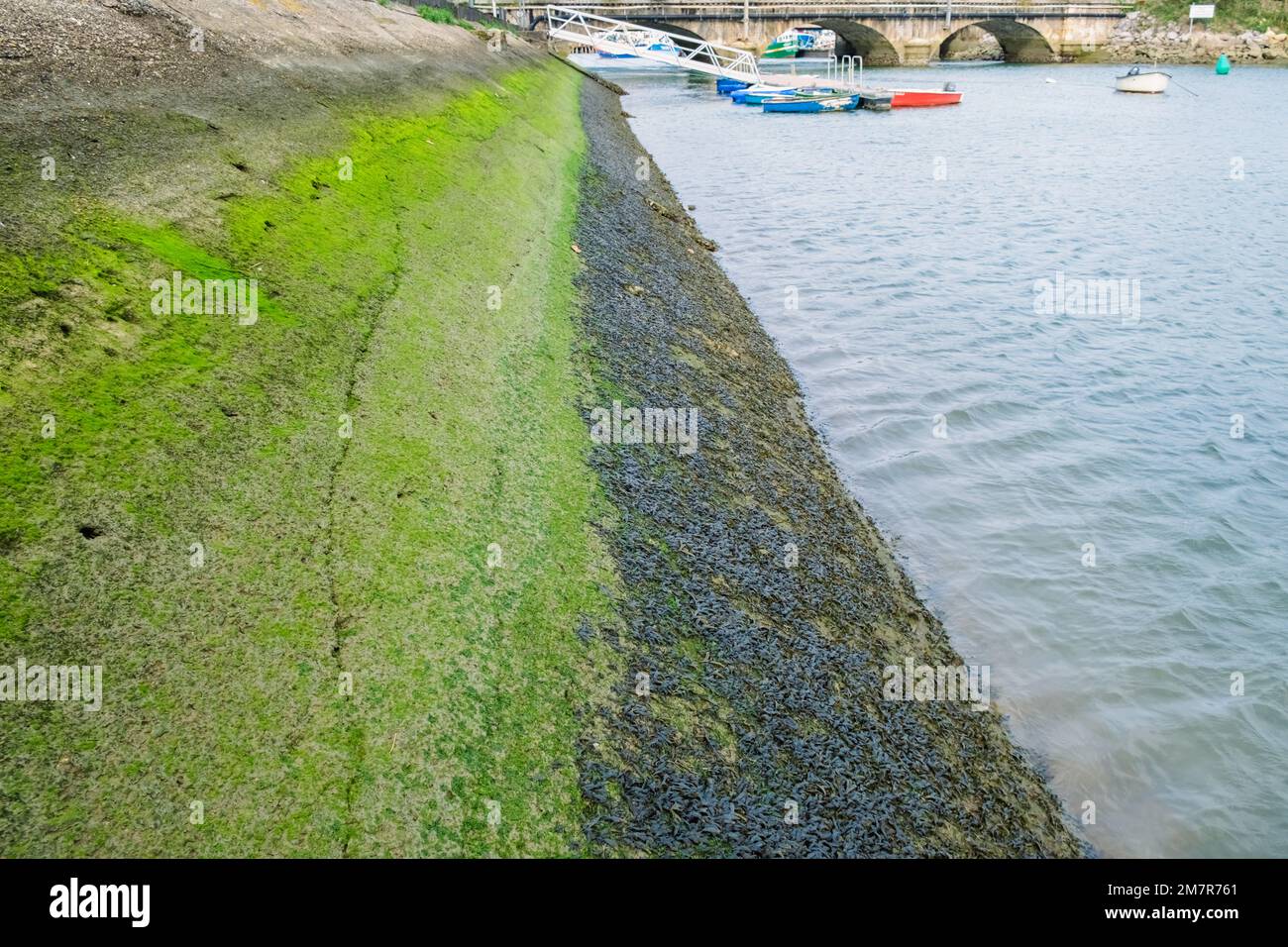Layers of algae of different species adhered to the edges of the cement ...