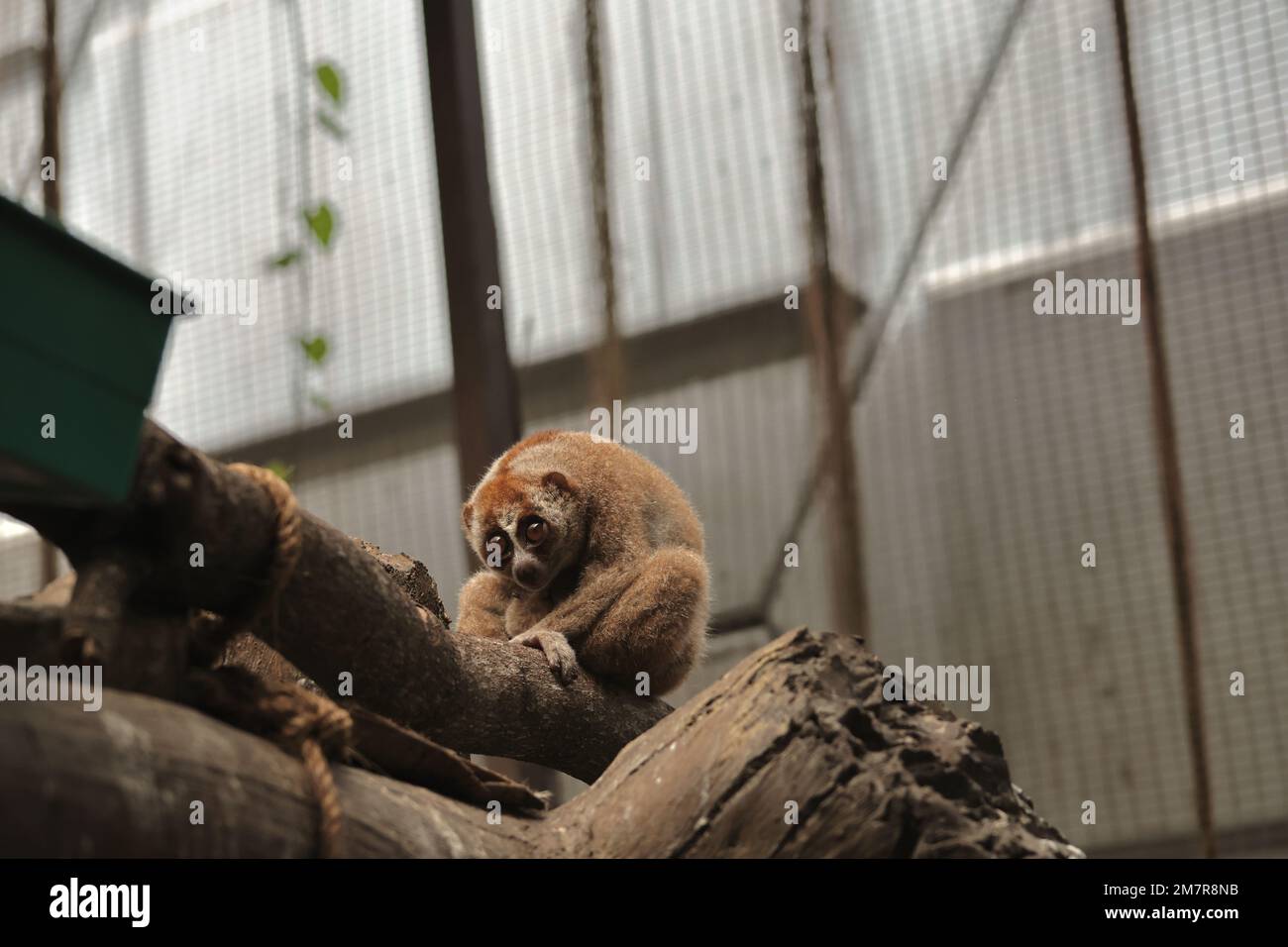 A lone loris on a log in captivity Stock Photo - Alamy