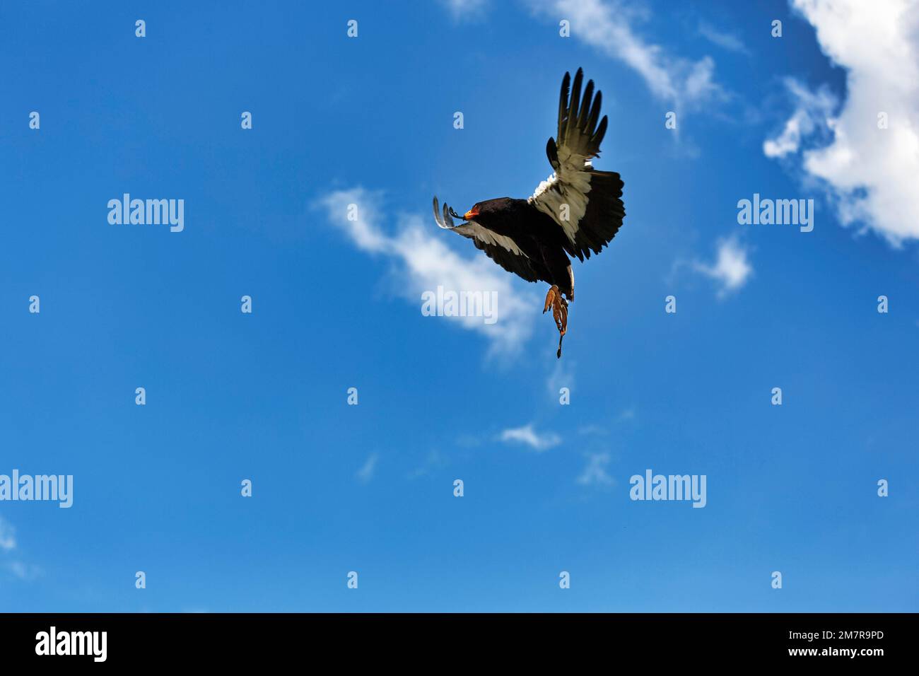 Bateleur captive, Snake Eagle, Bateleur Eagle (Terathopius ecaudatus ...