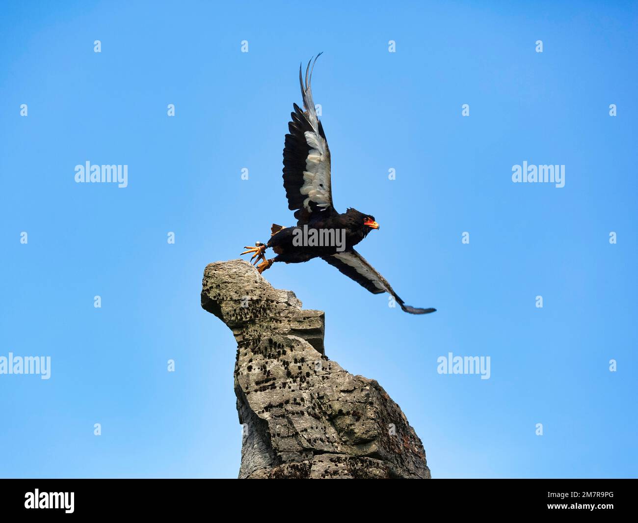 Bateleur, captive, snake eagle, bateleur eagle (Terathopius ecaudatus ...