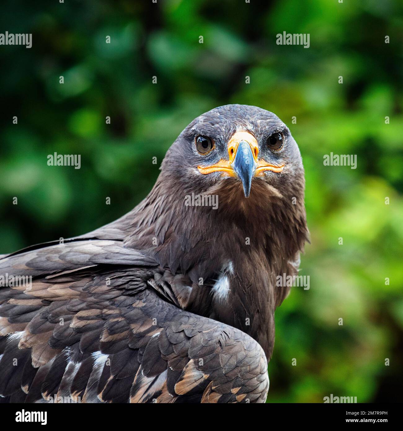 Steppe eagle (Aquila nipalensis), portrait, captive, Bird Park ...