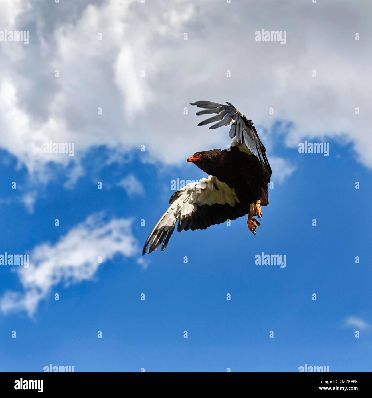 Bateleur, captive, Snake Eagle, Bateleur Eagle (Terathopius ecaudatus ...
