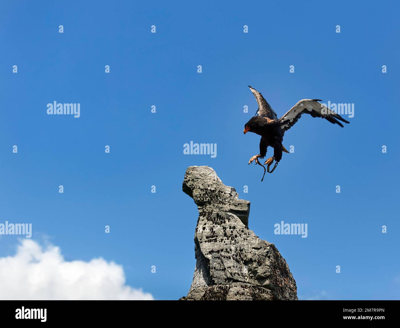 Bateleur captive, Snake Eagle, Bateleur Eagle (Terathopius ecaudatus ...