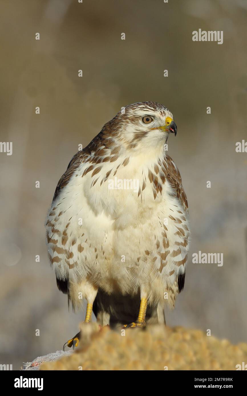 Light morph variety hi-res stock photography and images - Alamy