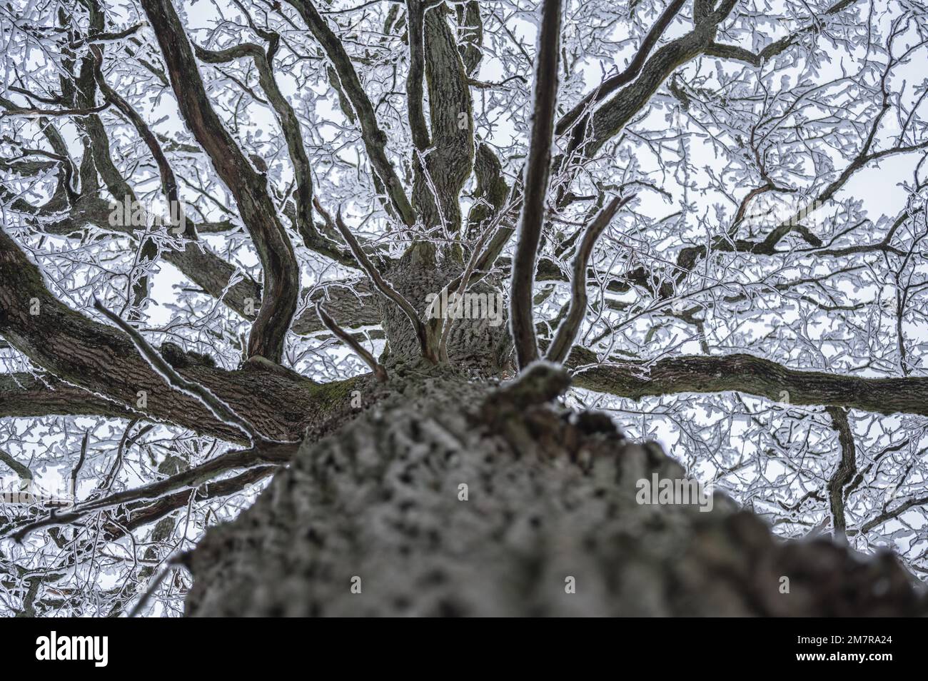 Frozen branches of an old oak tree (Quercus robur Stock Photo - Alamy
