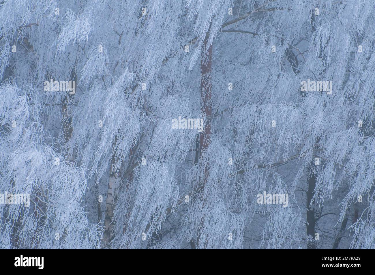 Frozen branches of birch trees (Betula pendula), Masuria, Poland Stock ...