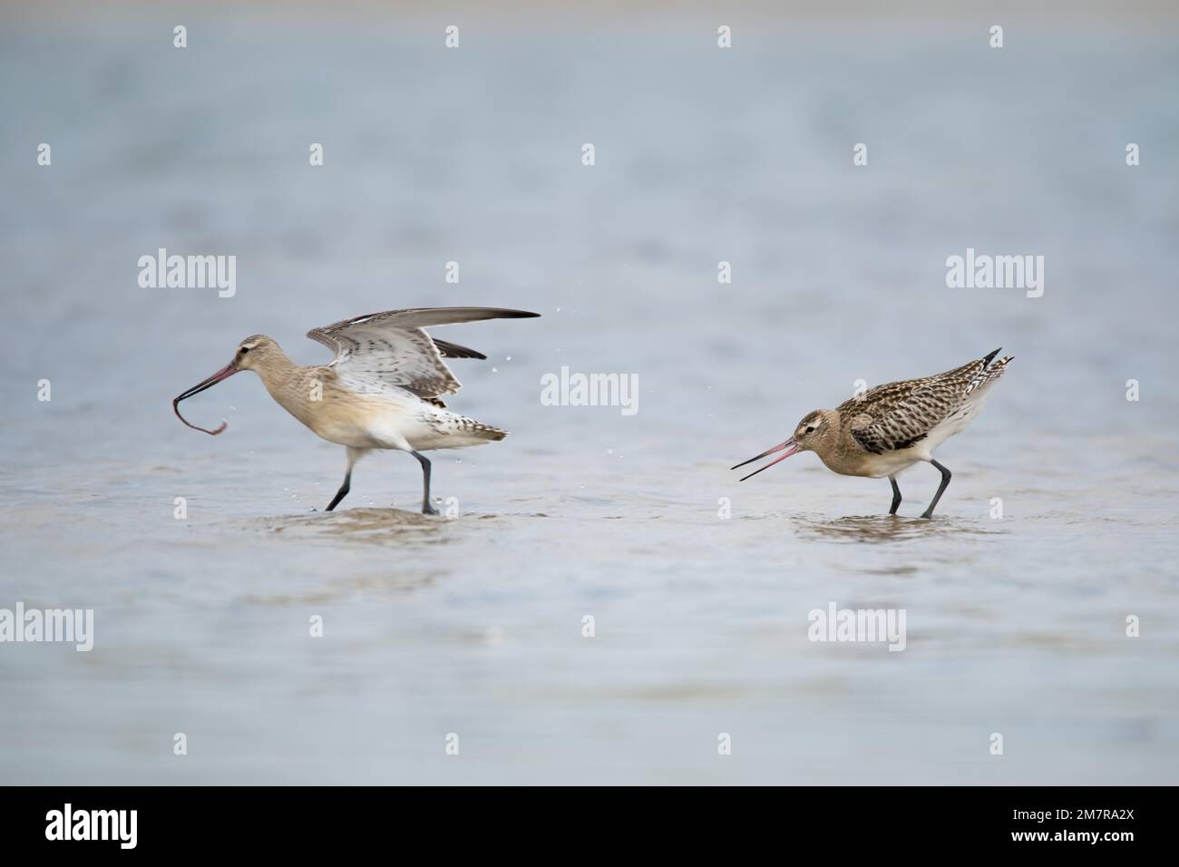 Bar-tailed Godwit (Limosa lapponica), two foraging animals fighting ...