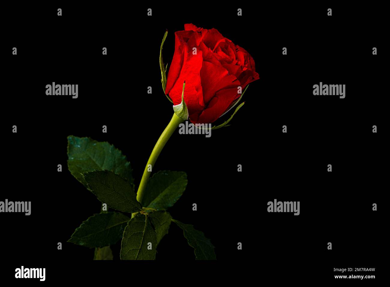 Red shrub rose (Rosa), black background Stock Photo - Alamy
