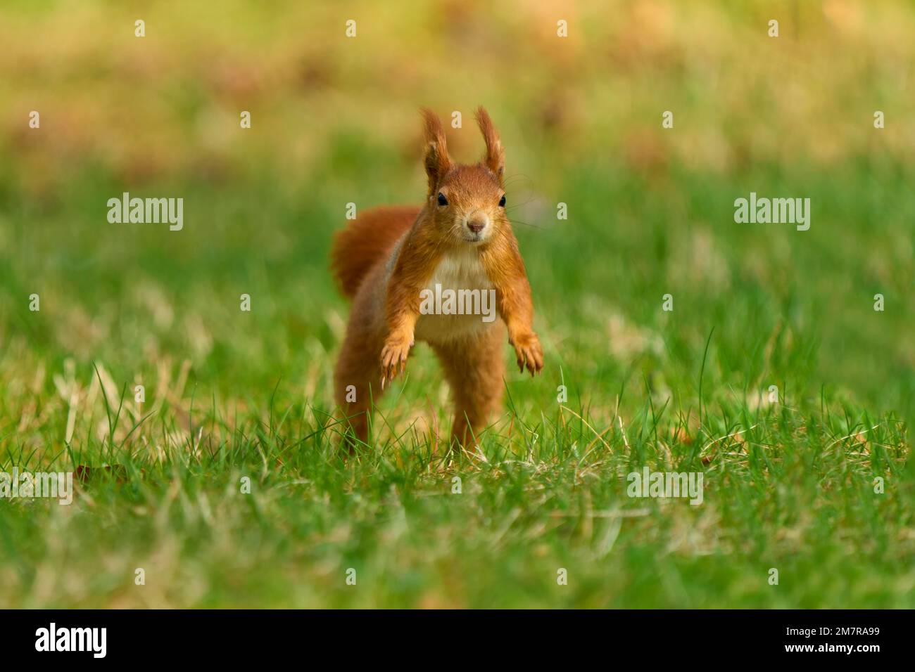 Eurasian red squirrel (Sciurus vulgaris), jumping over meadow in park ...