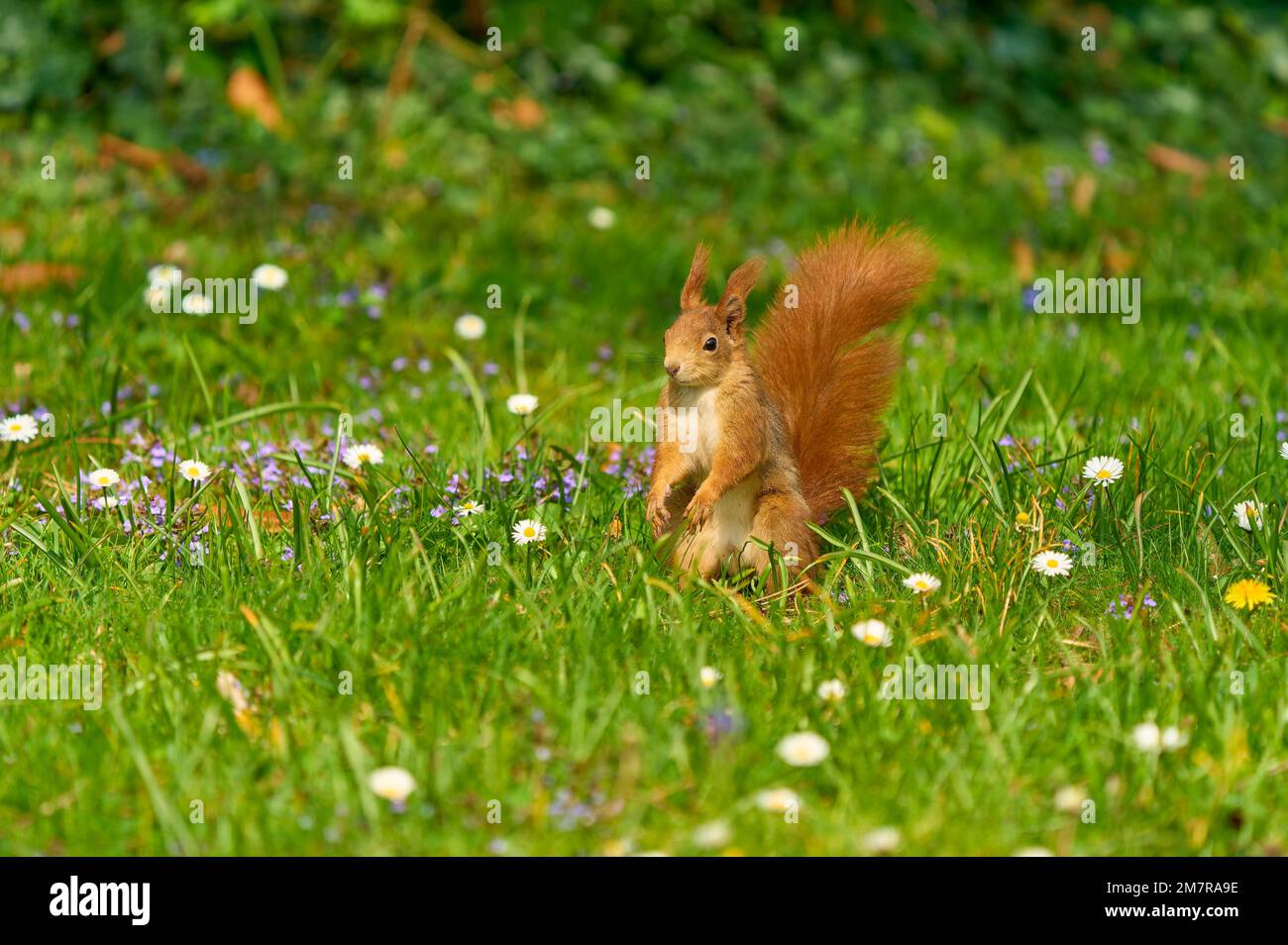 Eurasian red squirrel (Sciurus vulgaris), sitting in meadow with ...