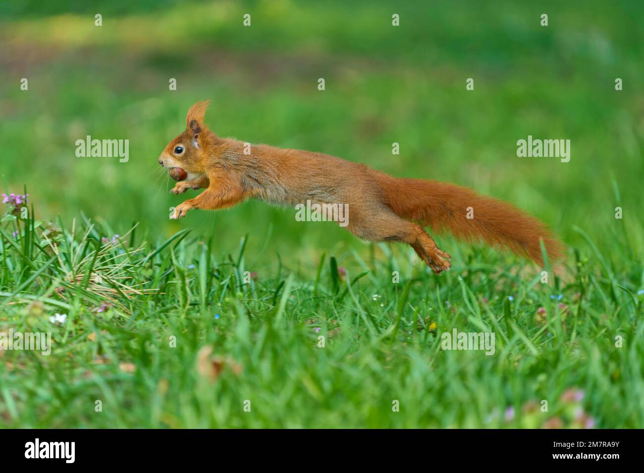 Eurasian red squirrel (Sciurus vulgaris), jumping over meadow in park ...