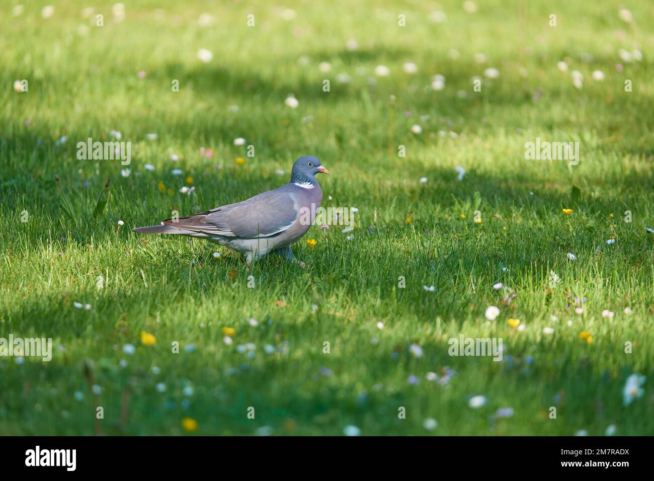 Common wood pigeon (Columba palumbus), running, alert, meadow, daisy ...