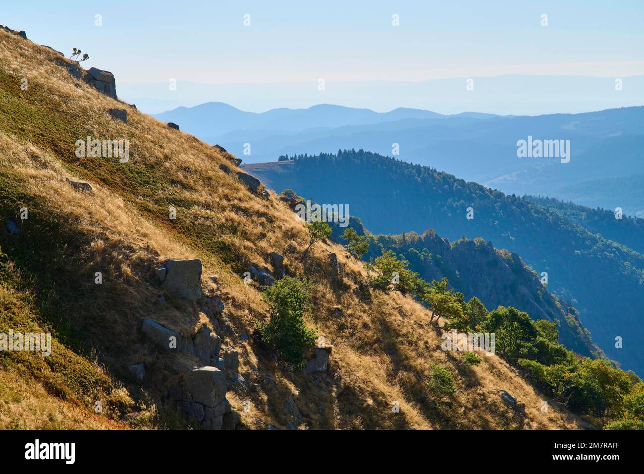 Mountain range, Bergkam, Summer, Hohneck, La Bresse, Vosges, Alsace ...