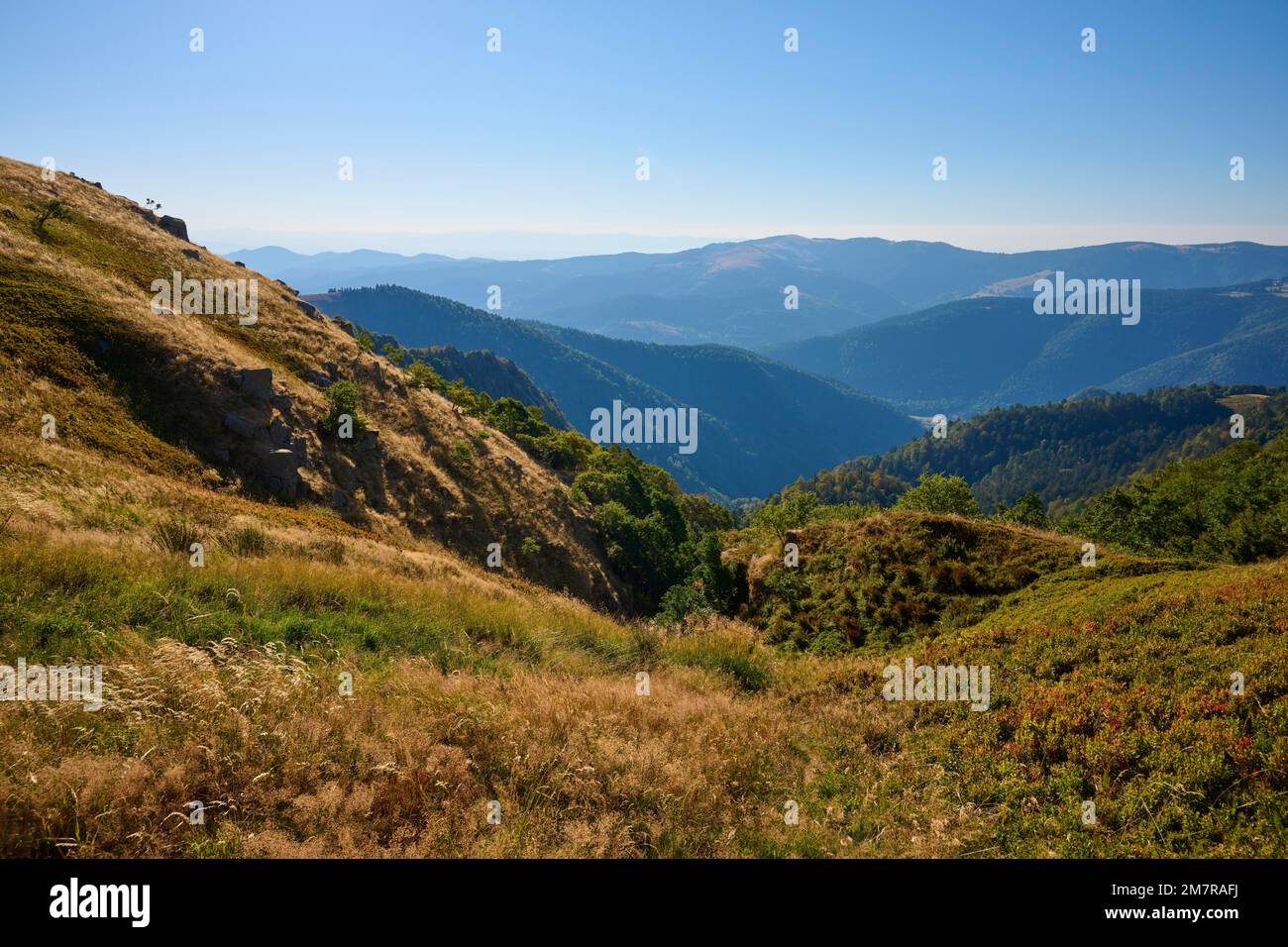 Mountain range, Bergkam, Summer, Hohneck, La Bresse, Vosges, Alsace ...