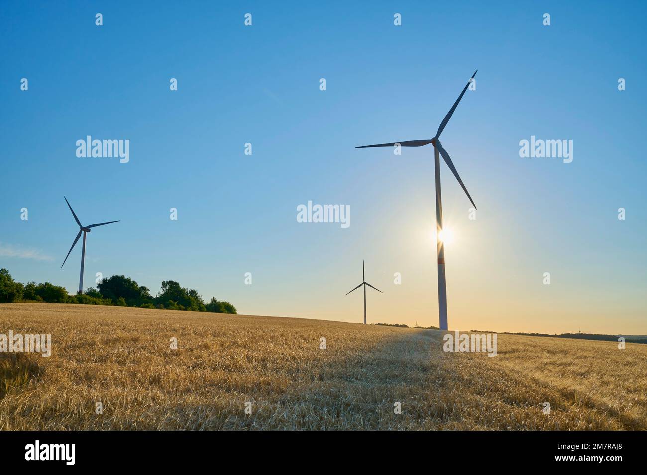 Wind turbines in grainfield at morning, Summer, Wuerzburg, Franconia ...