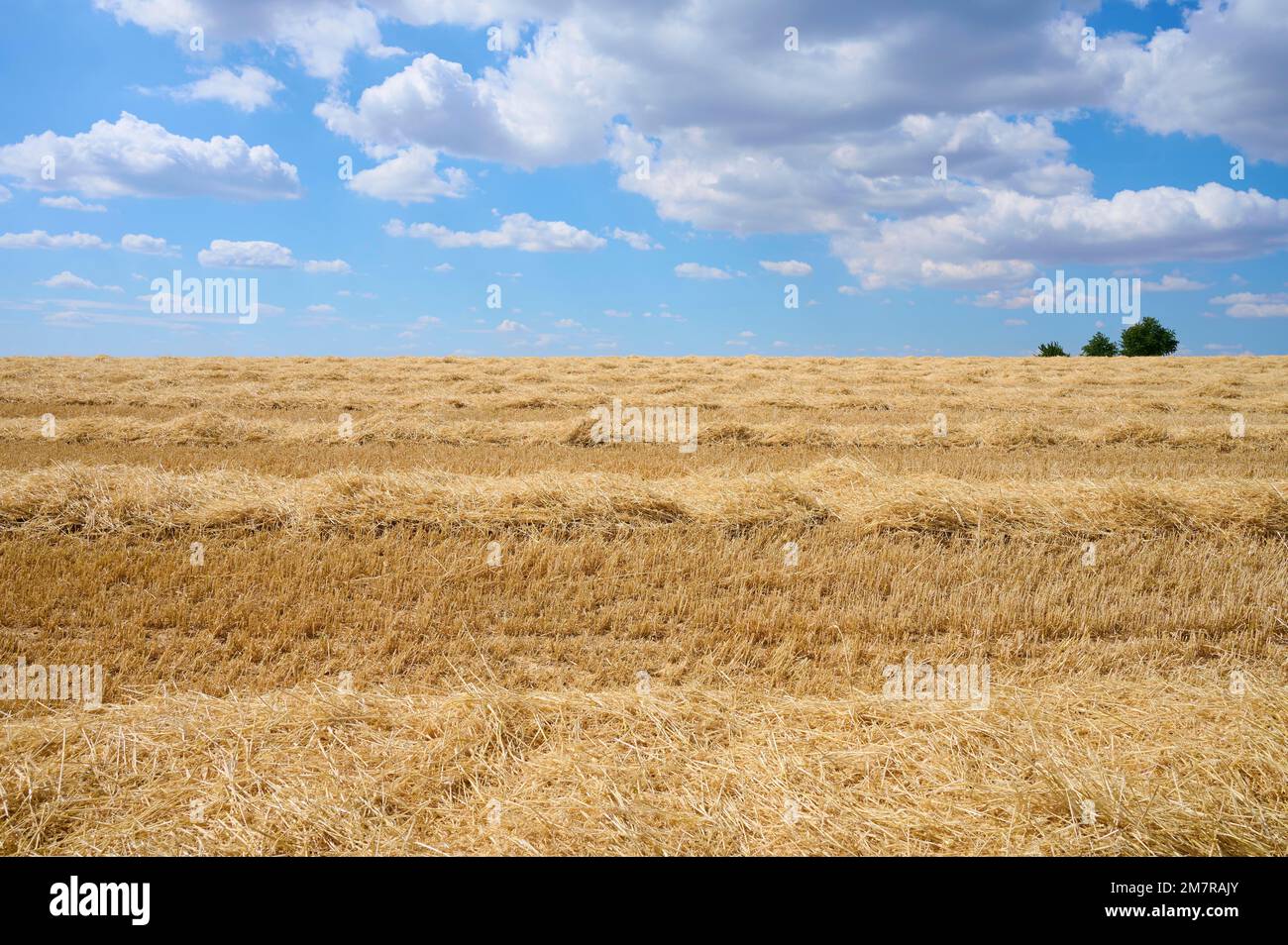 Harvested grainfield in summer, Wuerzburg, Franconia, Bavaria, Germany ...