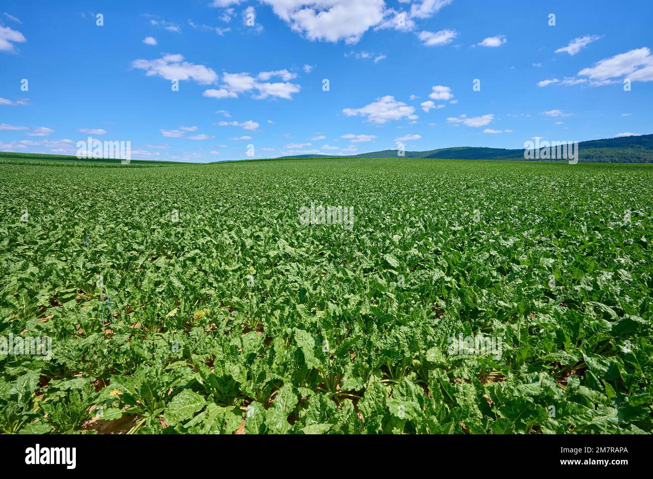 Sugar beet field hi-res stock photography and images - Alamy