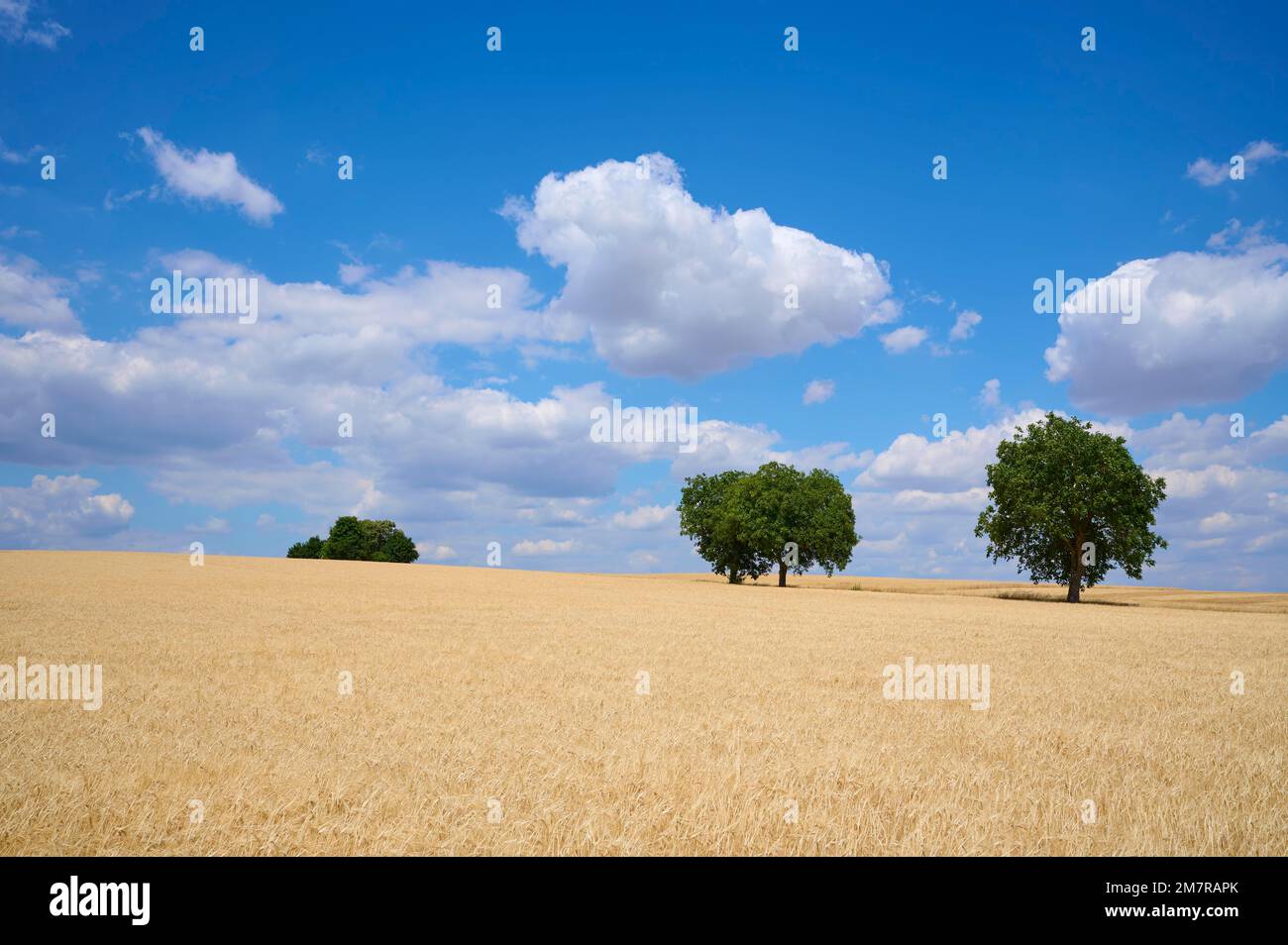 Grainfield with walnut trees in summer, Arnstein, Franconia, Bavaria ...