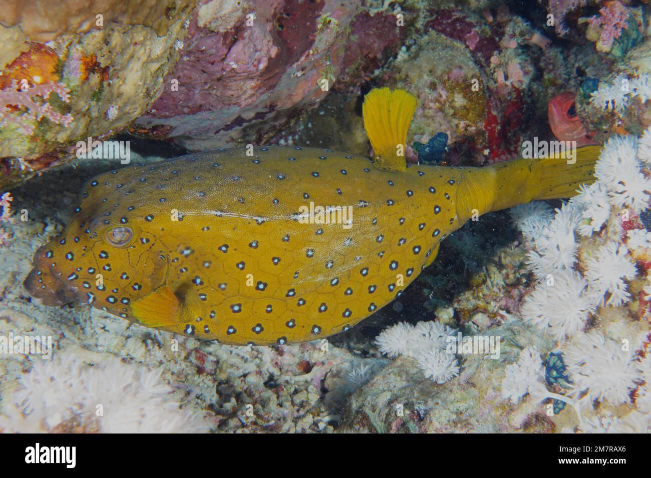 Yellow boxfish (Ostracion cubicus), female, in the colourful reef. Dive ...