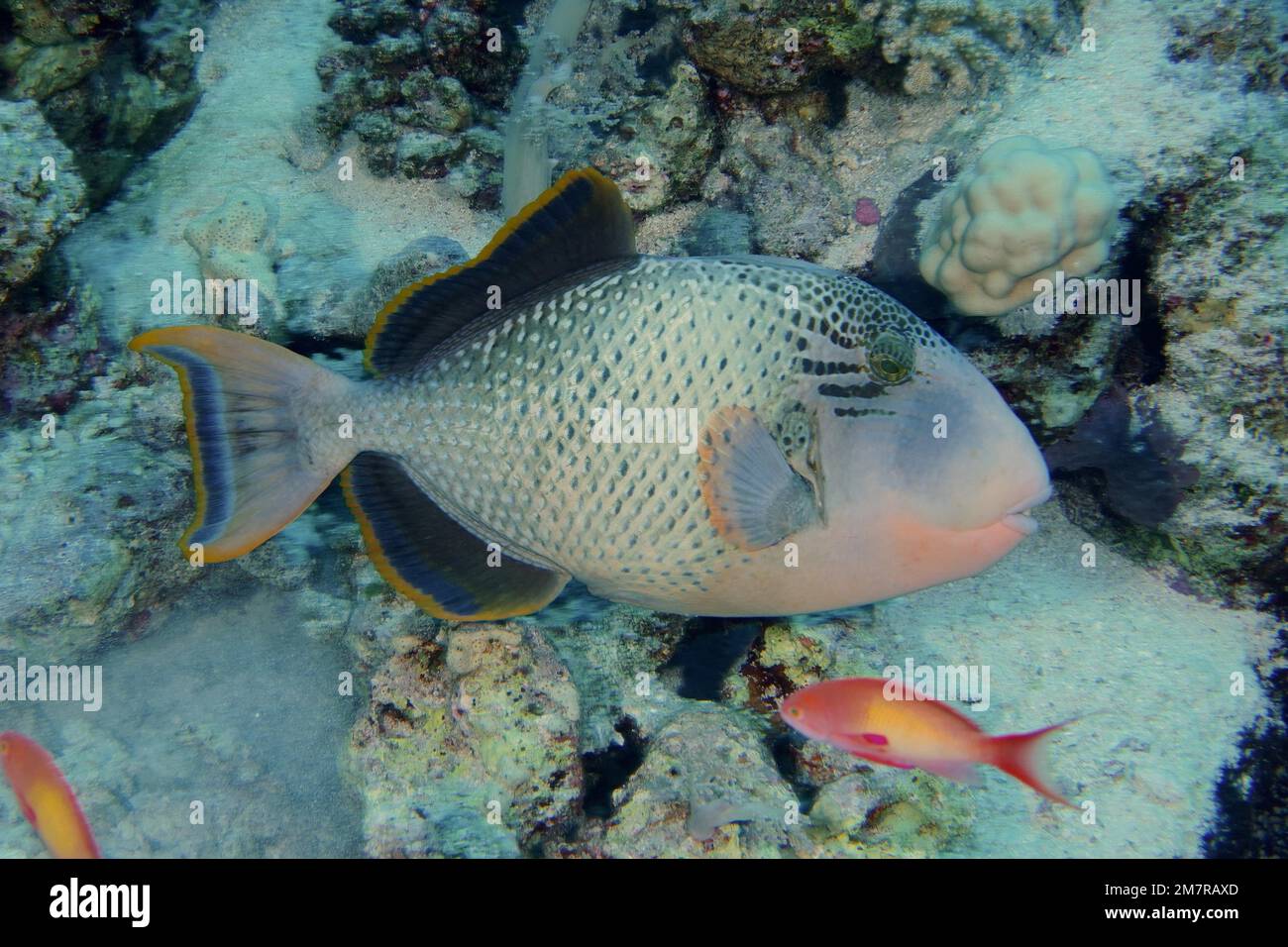 Yellowmargin triggerfish (Pseudobalistes flavimarginatus) . Dive site ...