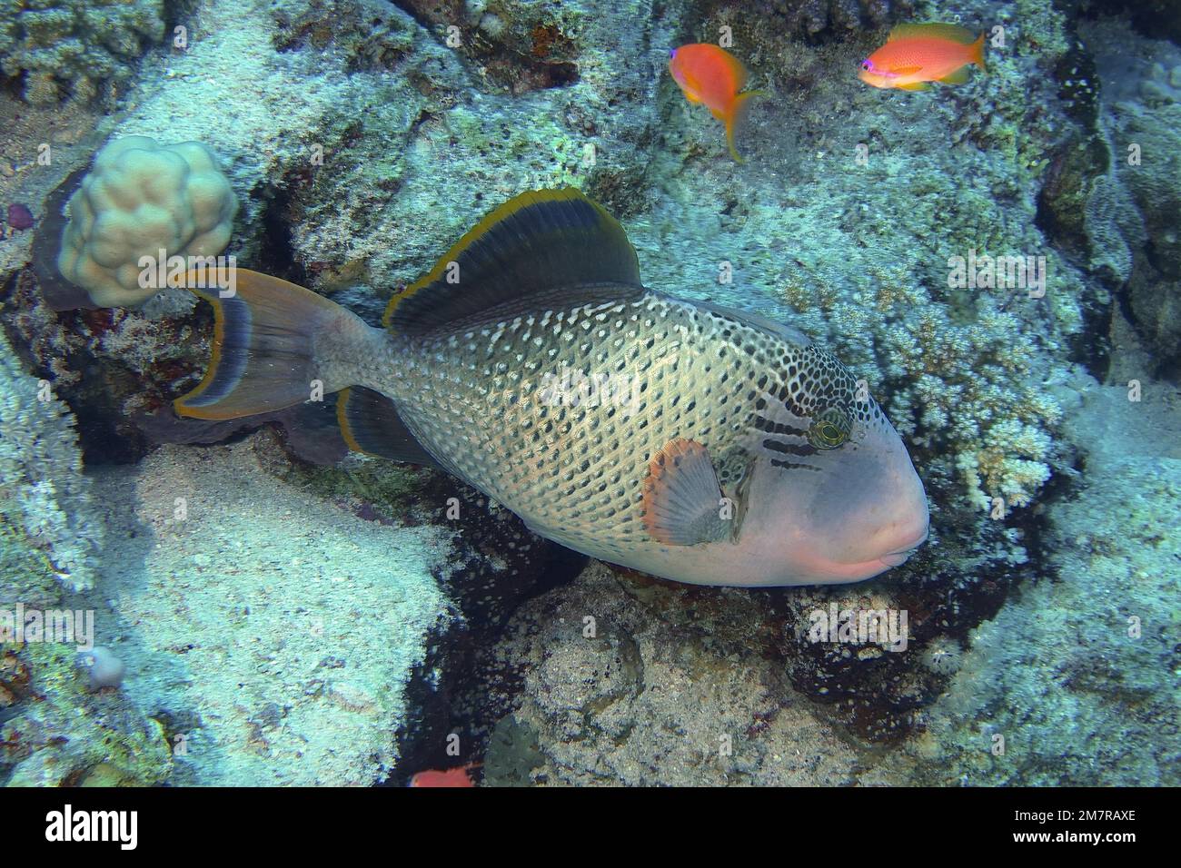 Yellowmargin triggerfish (Pseudobalistes flavimarginatus) . Dive site ...
