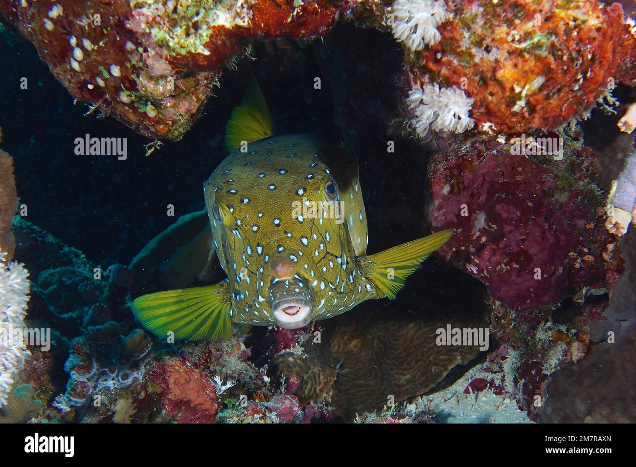 Portrait of yellow boxfish (Ostracion cubicus), female, in colourful ...