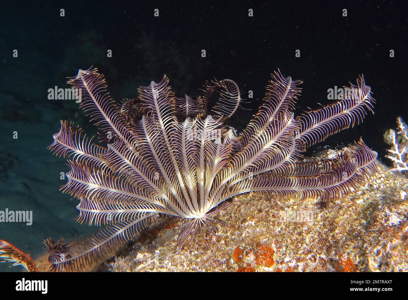 Klunzinger's hair star (Lamprometra klunzingeri) at night. Dive site ...