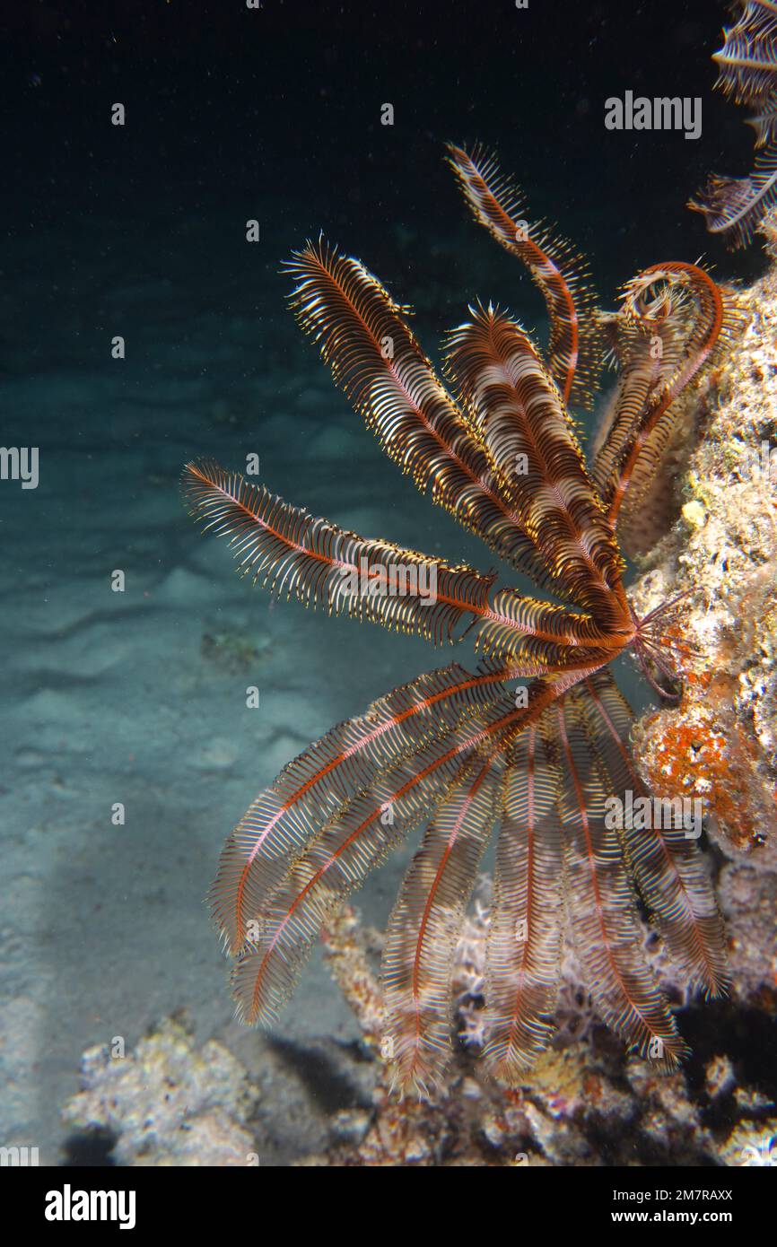 Klunzinger's hair star (Lamprometra klunzingeri) at night. Dive site ...