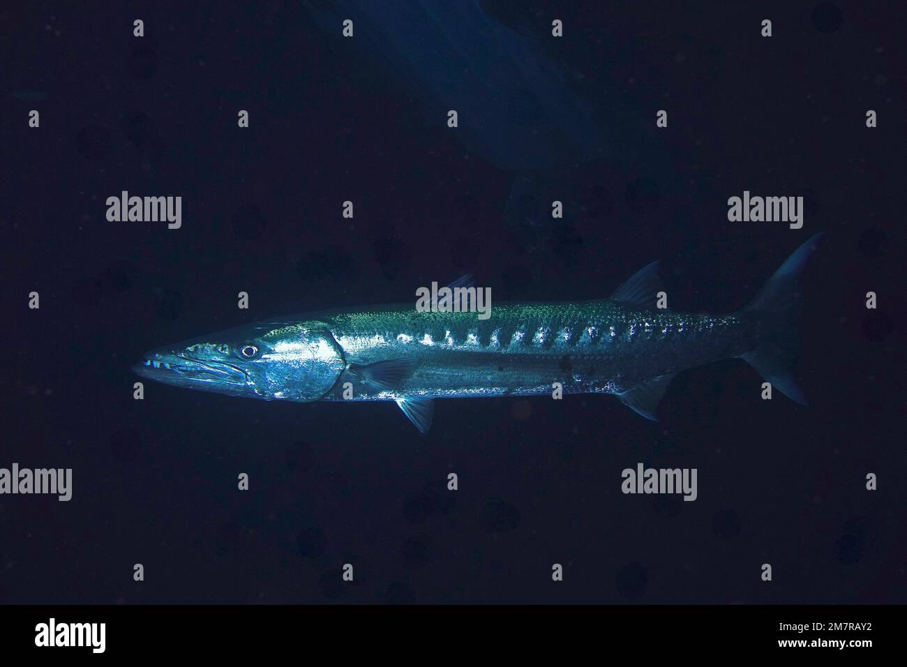 Sphyraena barracuda red sea hi-res stock photography and images - Alamy