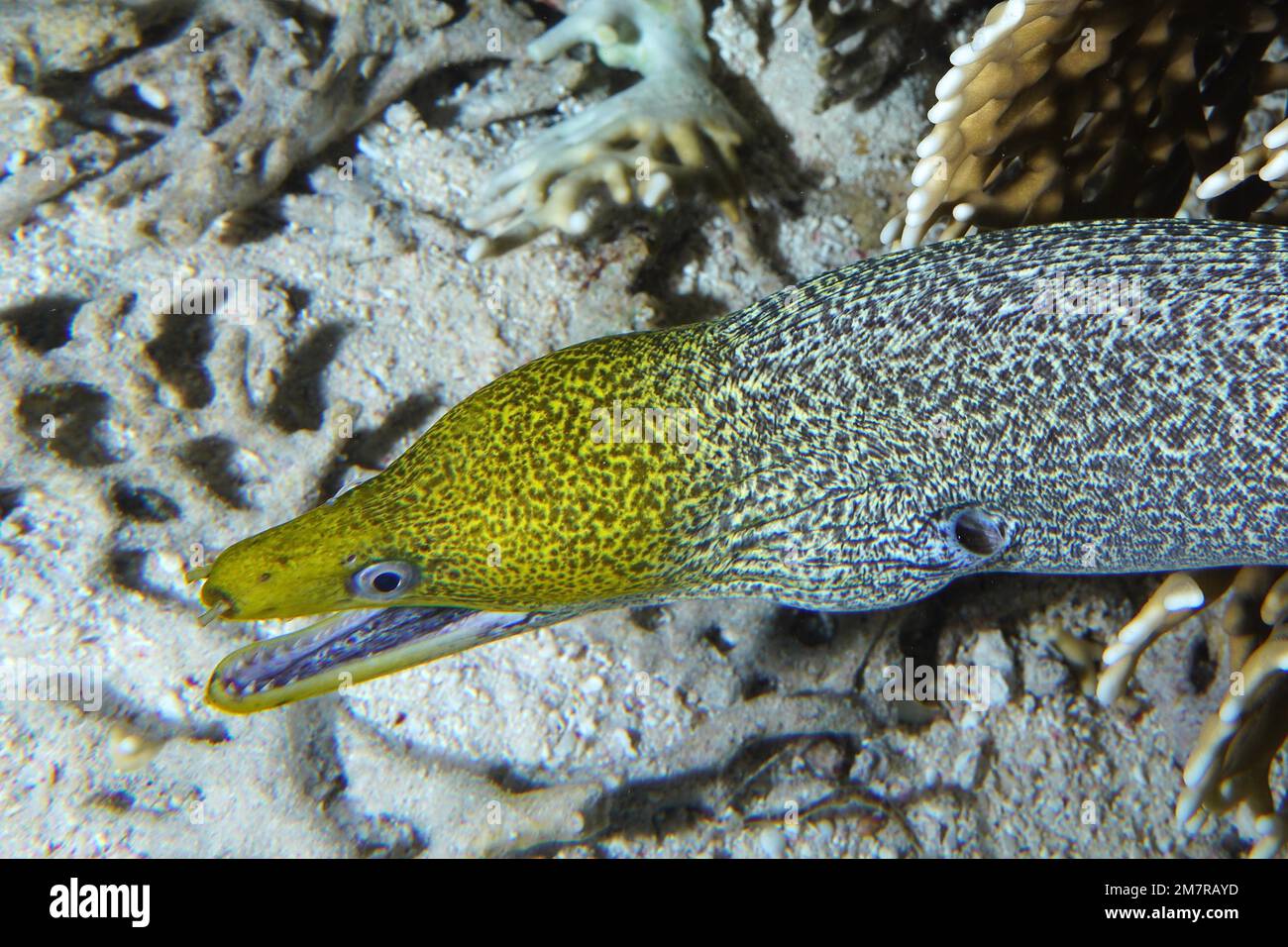 Undulated moray (Gymnothorax undulatus) . Dive site Gordon Reef, Strait ...