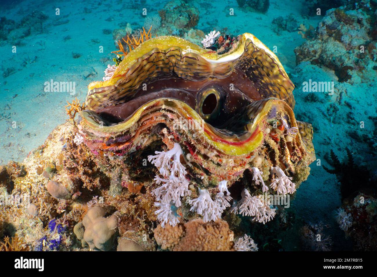 Fluted giant clam (Tridacna squamosa) Killer clam . Dive site House ...