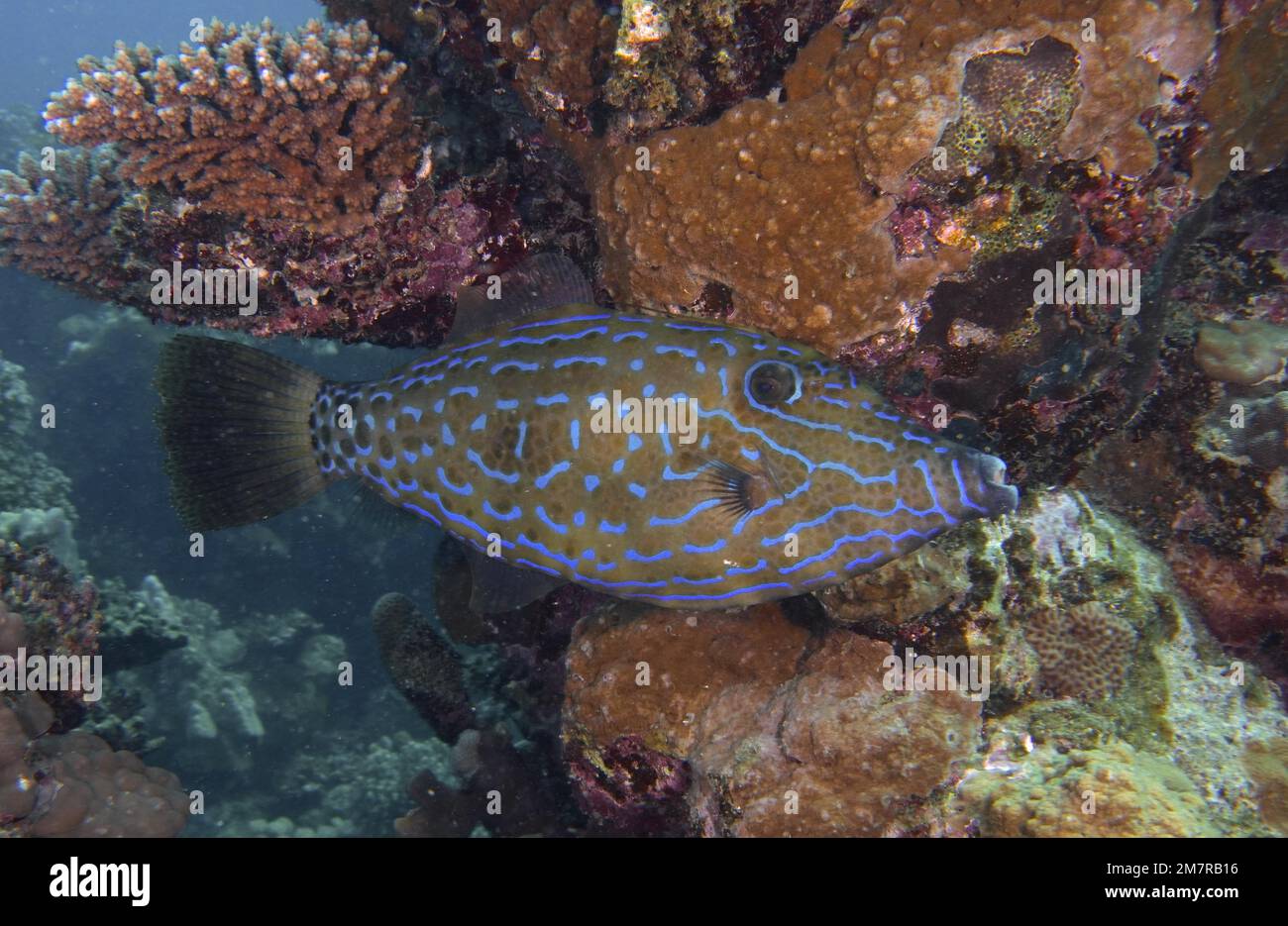 Scrawled filefish (Aluterus scriptus) . Dive site House Reef, Mangrove ...